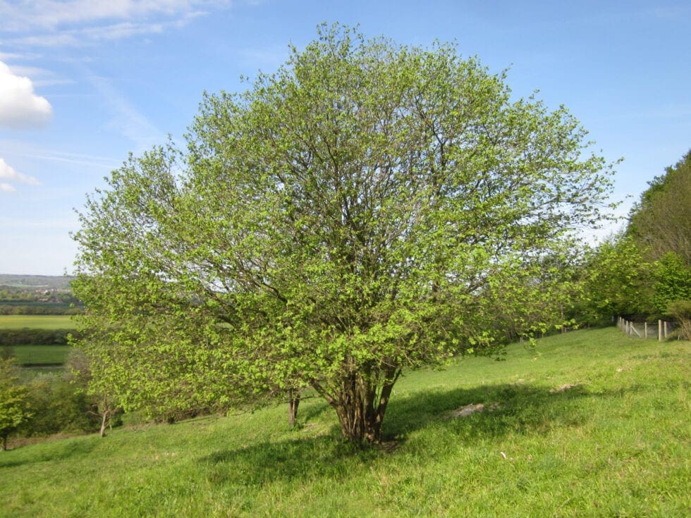 Hazel - Tree Guide UK - Common Hazel tree identification