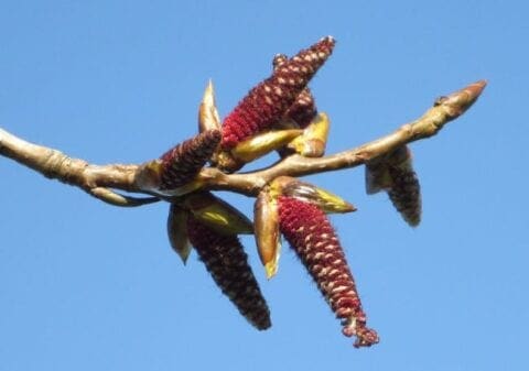 Poplars - Tree Guide UK Poplar trees identification