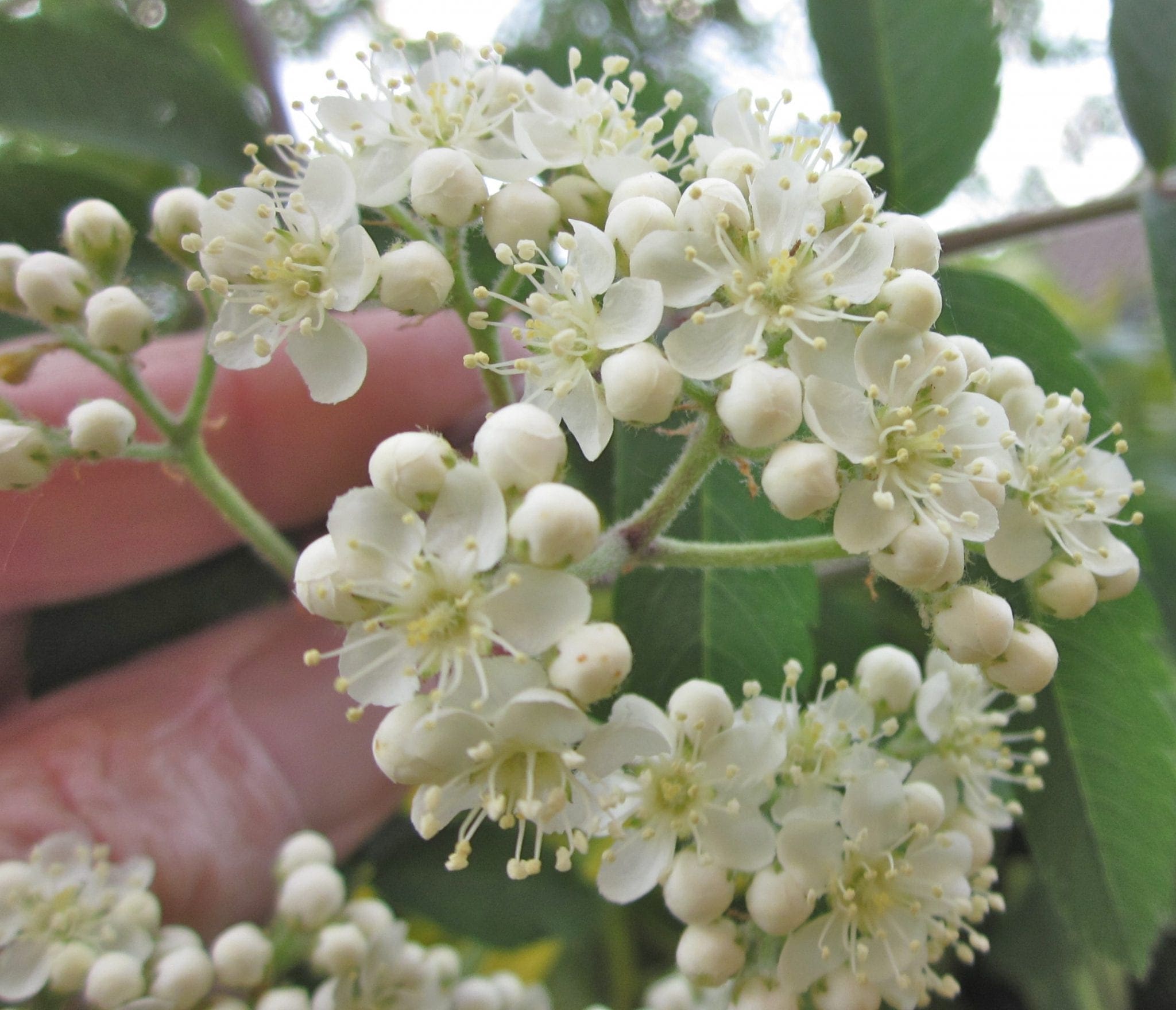 Rowan - Tree Guide UK - Common Rowan tree identification