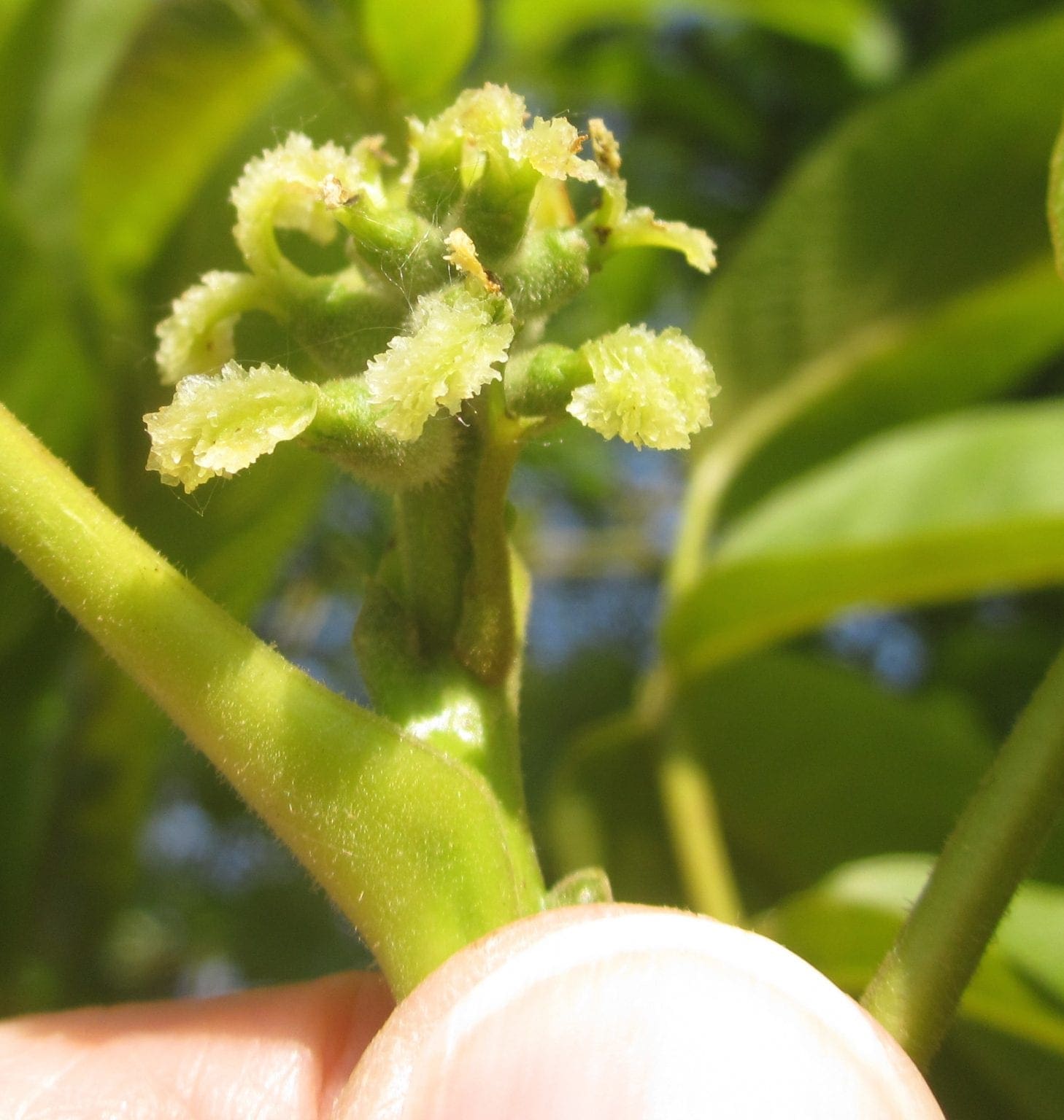 Walnut - Tree Guide UK Common Walnut tree identification