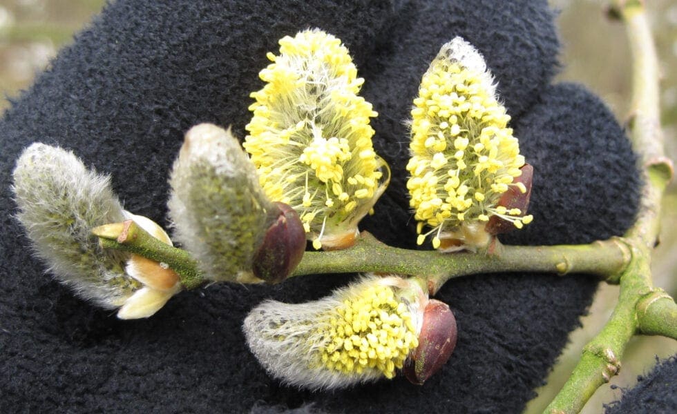 Willows - Tree Guide UK - Willow trees identification