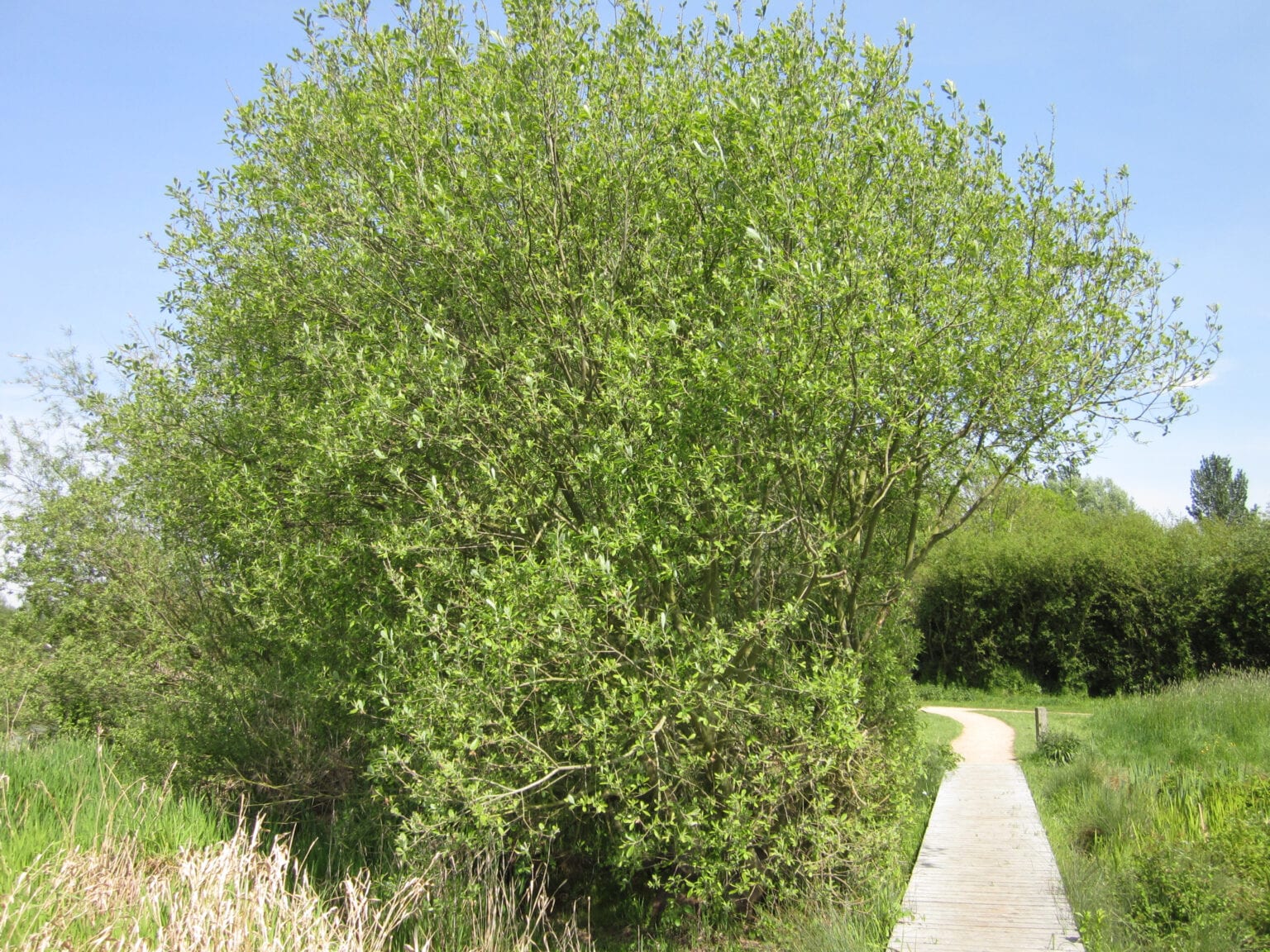 Willows - Tree Guide UK - Willow trees identification