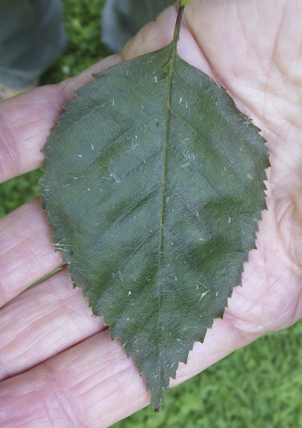 Birch Tree Bark - Tree Guide UK - Birch tree ID by bark