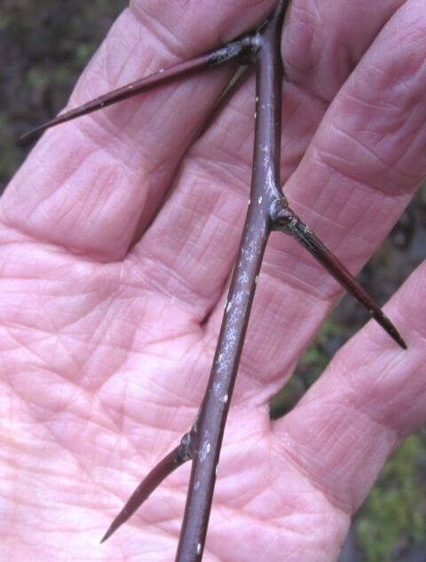 Thorns - Tree Guide UK - Tree identification by thorns