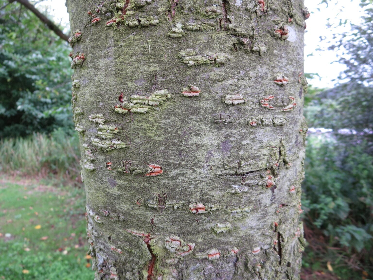 Cherry Tree Bark - Tree Guide UK - Cherry tree bark identification
