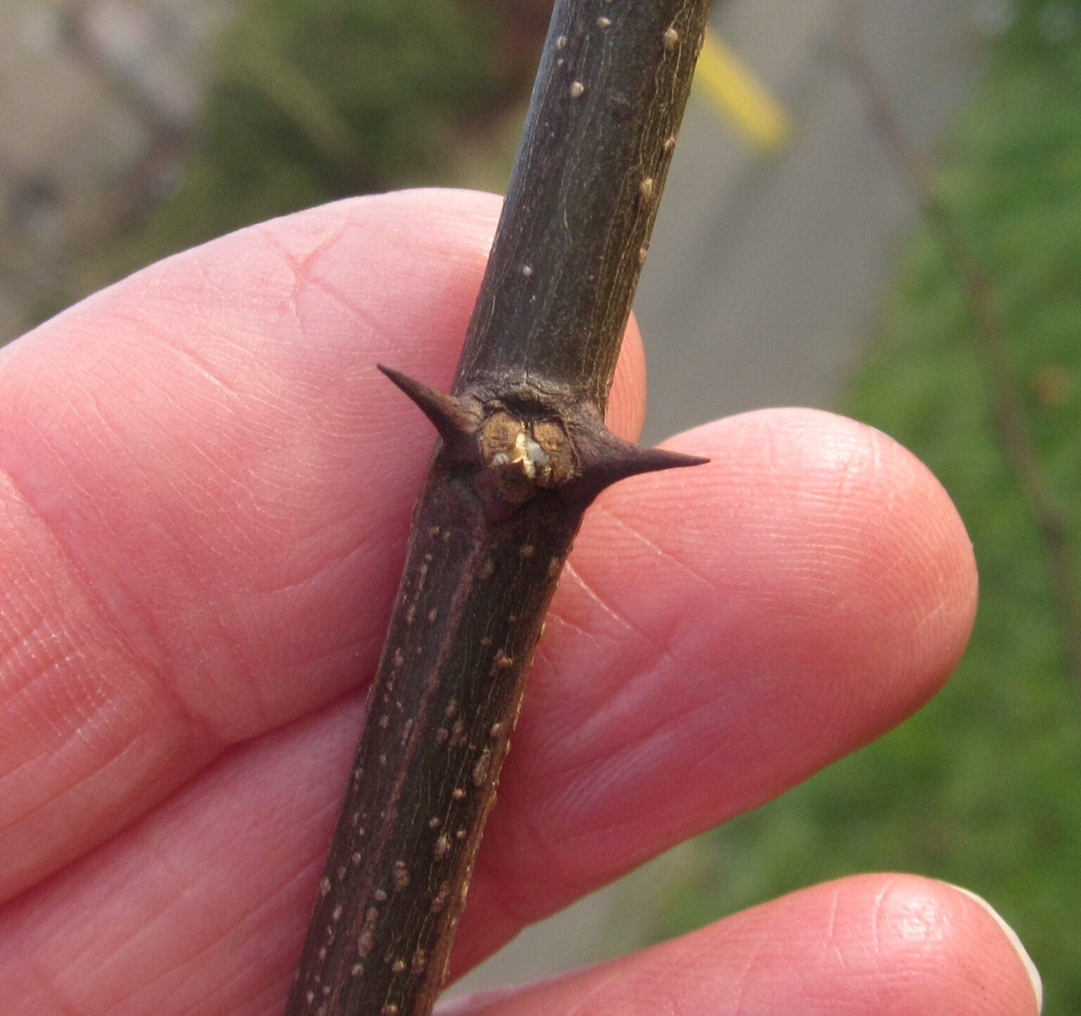 Thorns - Tree Guide UK - Tree identification by thorns