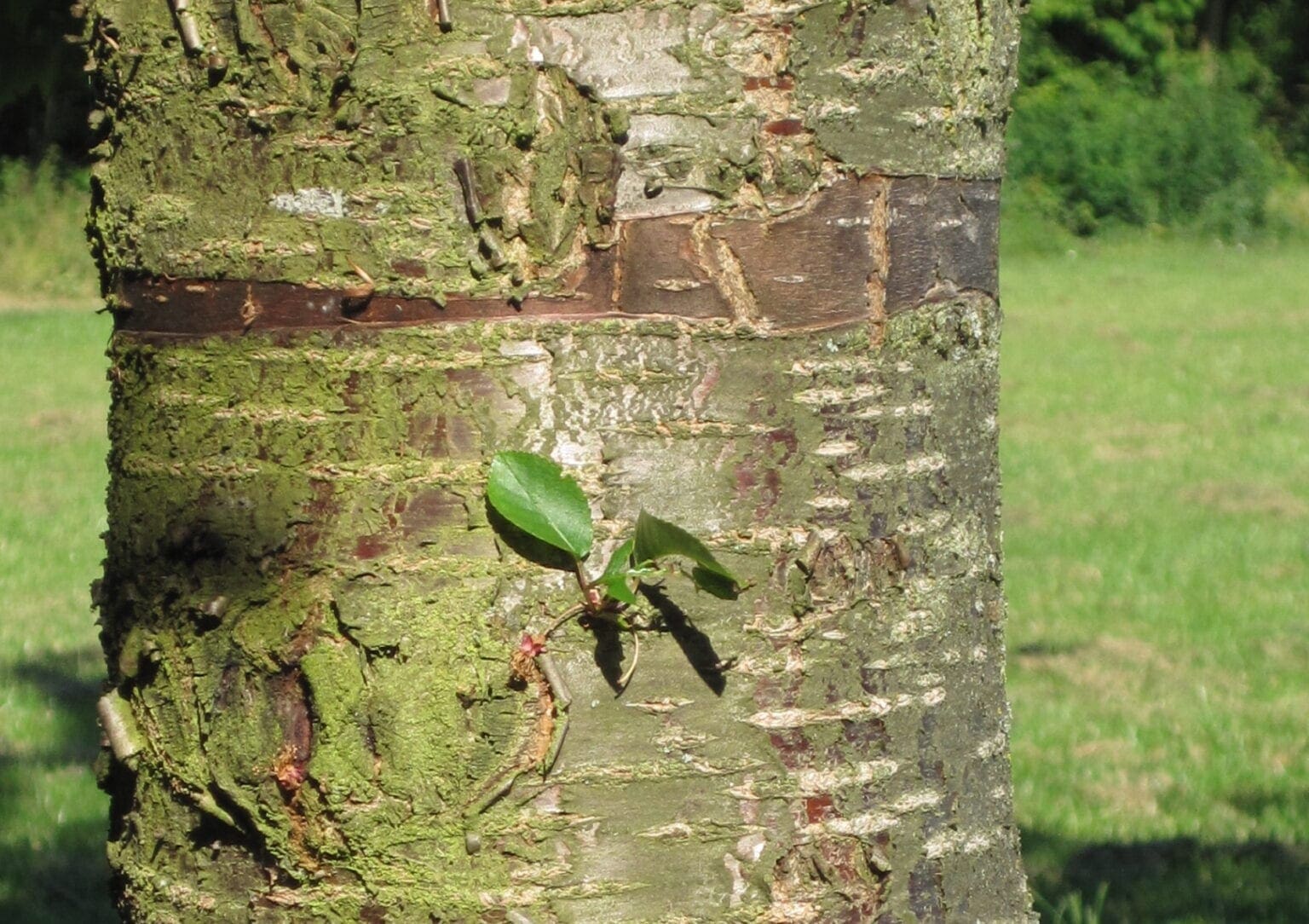 Cherry Tree Bark - Tree Guide UK - Cherry tree bark identification
