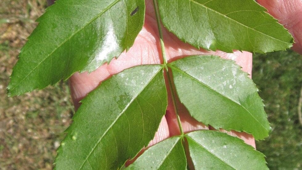 Leaf Pinnate - Tree Guide UK pinnate leaf identification
