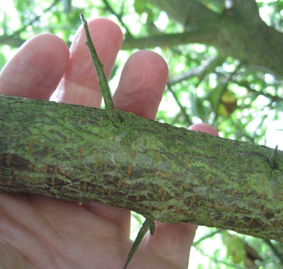Thorns - Tree Guide UK - Tree identification by thorns