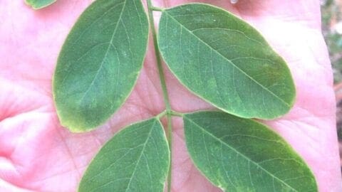 Leaf Pinnate - Tree Guide UK pinnate leaf identification