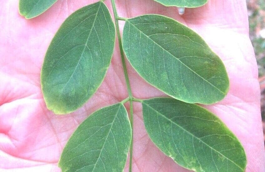 Leaf Pinnate - Tree Guide UK - Tree ID by pinnate leaf