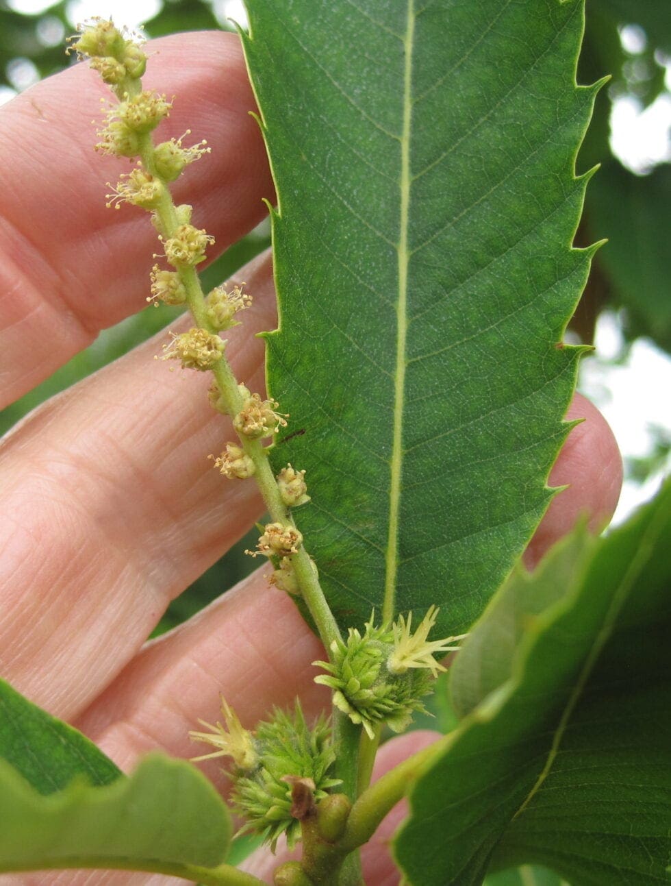Sweet Chestnut - Tree Guide UK Sweet Chestnut tree identification