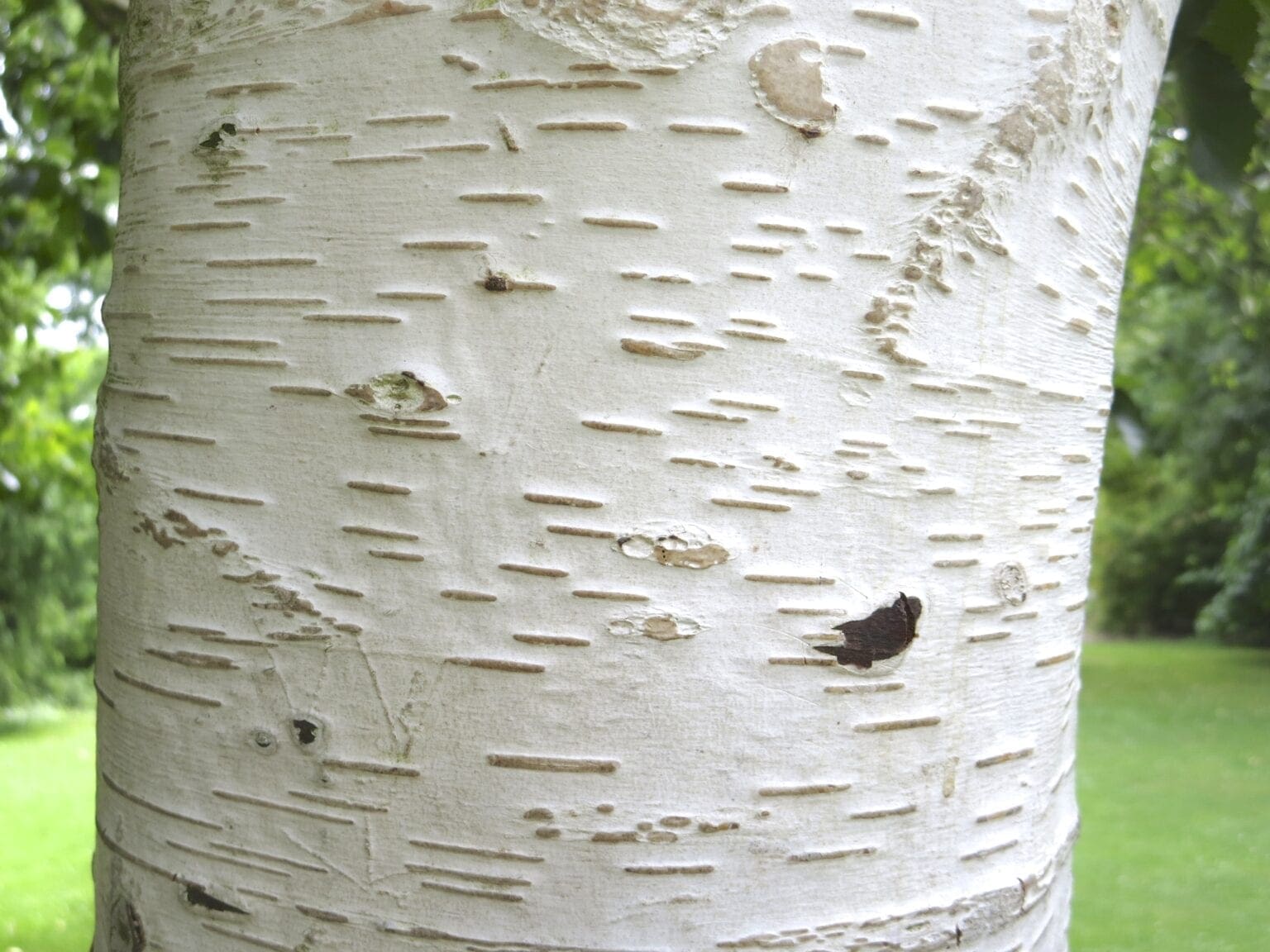 Birch Tree Bark - Tree Guide UK - Birch tree ID by bark