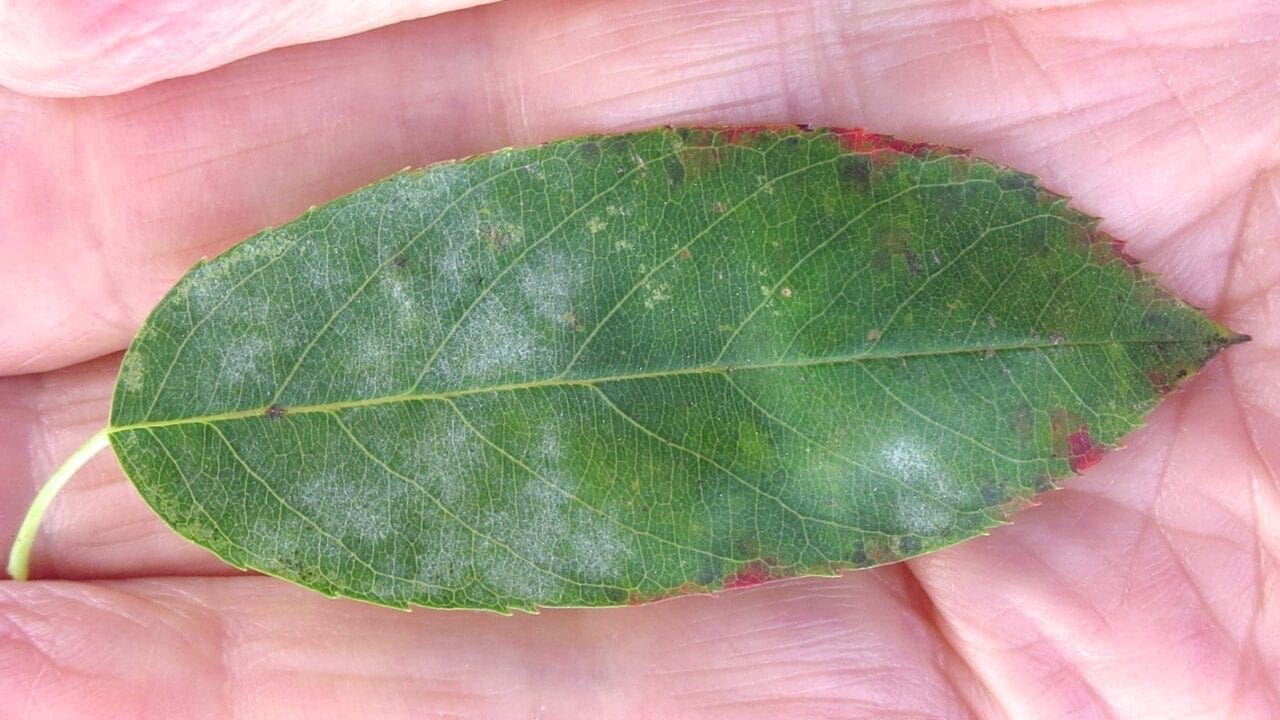 Leaf Oblong - Tree ID by oblong leaves
