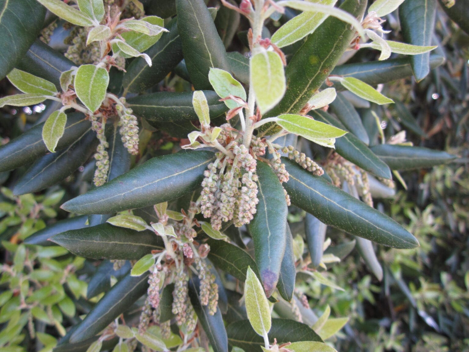 Oaks - Tree Guide UK - Oak tree identification