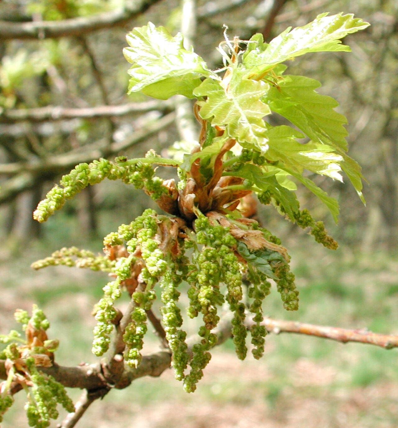 Oaks - Tree Guide UK - Oak tree identification