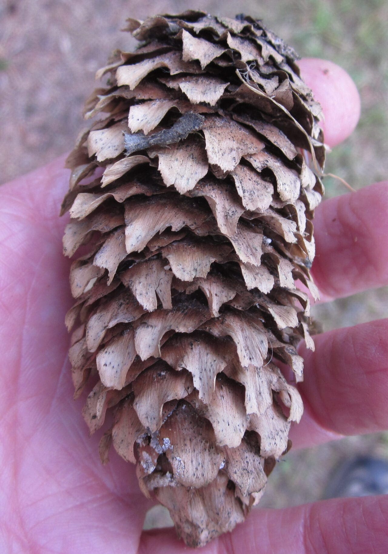 Spruce and Fir Tree Cones - Tree Guide UK Spruce and Fir tree cones