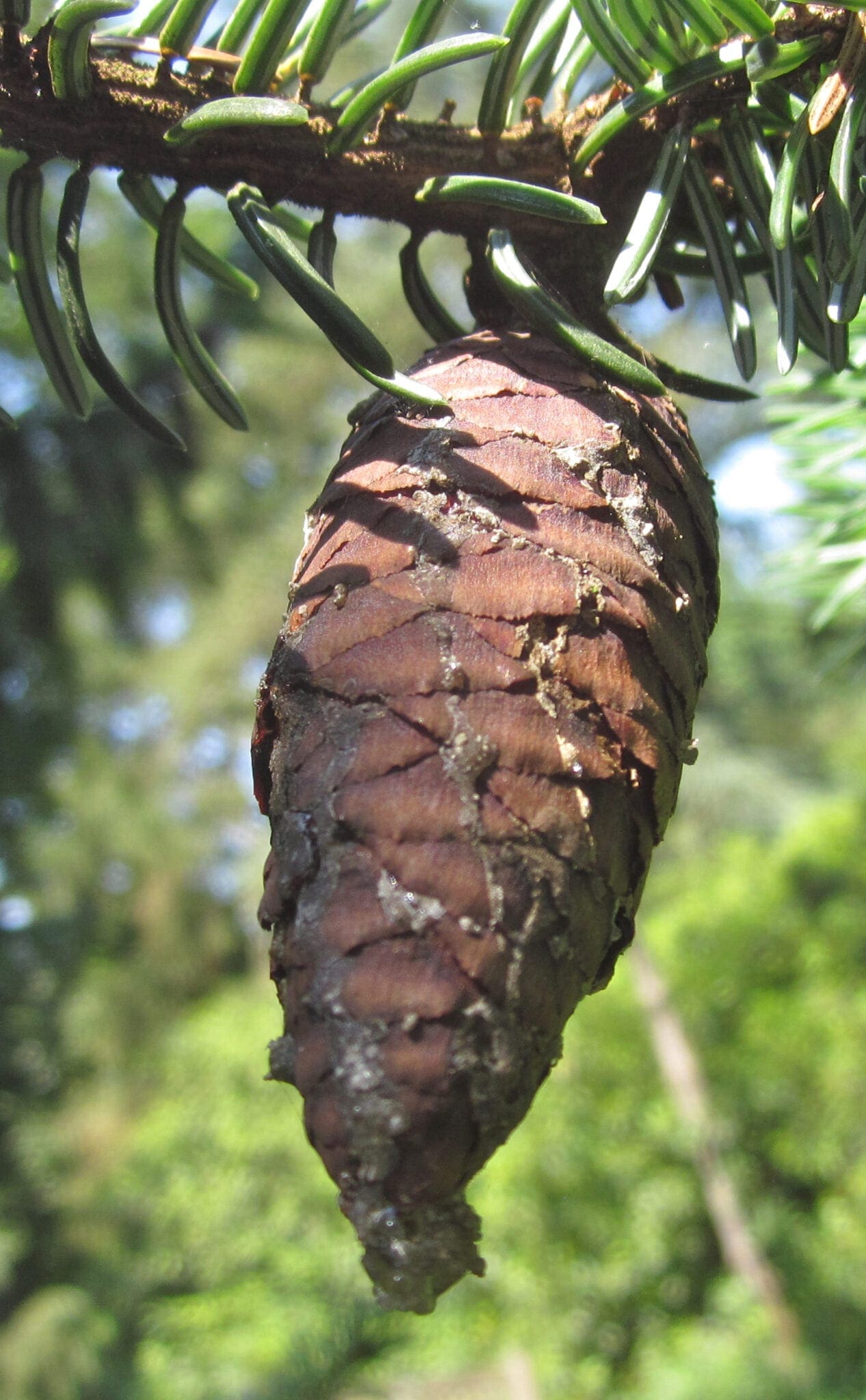 Spruce and Fir Tree Cones - Tree Guide UK Spruce and Fir tree cones