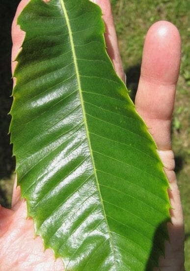 Leaf Oblong - Tree ID by oblong leaves