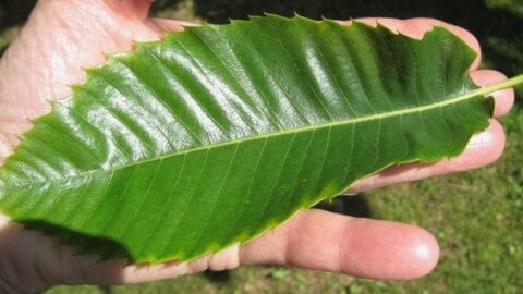 Leaf Oblong - Tree ID by oblong leaves
