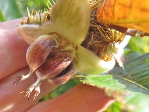 Sweet Chestnut - Tree Guide UK Sweet Chestnut tree identification