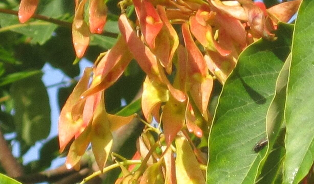 Autumn Fruits - Tree Guide UK - Tree ID by autumn fruits