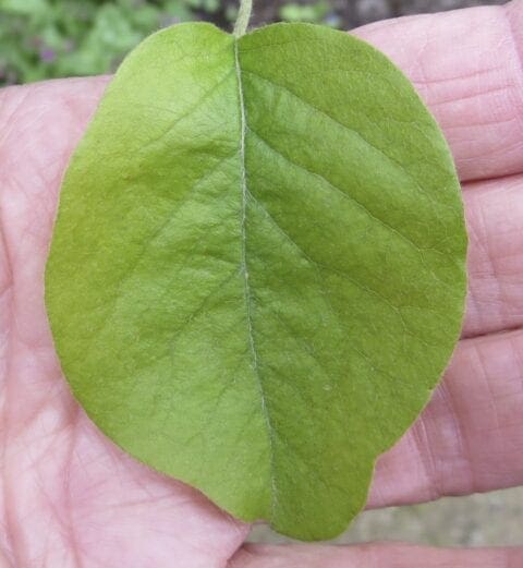 Leaf - oval - smooth - Tree Guide UK - Tree ID by oval smooth-edged leaf