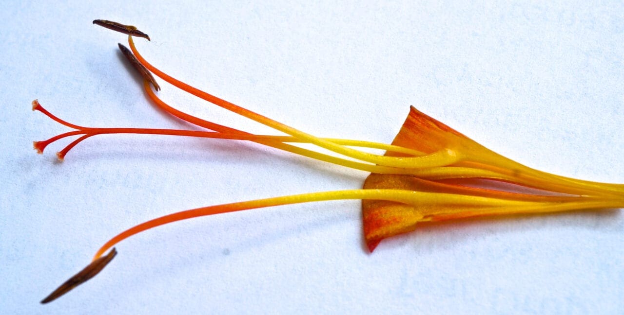 Crocosmia - Tree Guide UK Crocosmia flowers