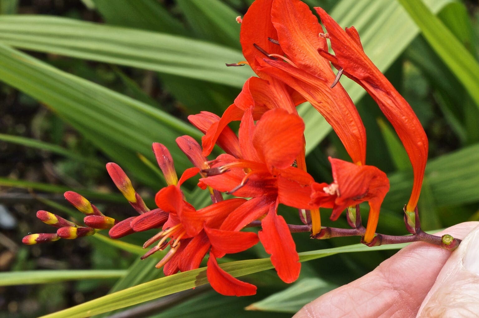 Crocosmia - Tree Guide UK Crocosmia flowers