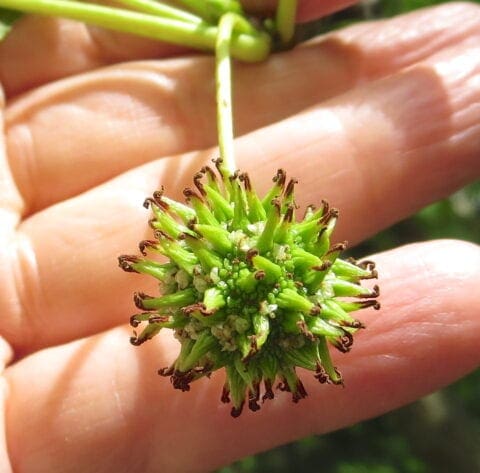 Sweet Gum - Tree Guide UK - Sweet Gum tree identification