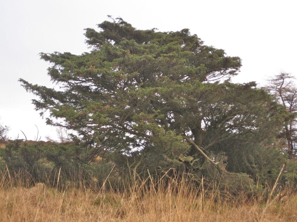 Juniper - Tree Guide UK - Common Juniper identification