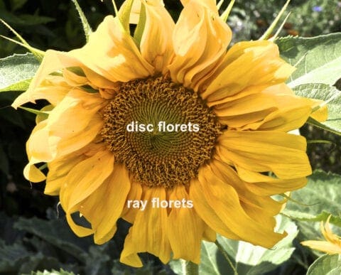 Daisy Family - Daisy Family identification
