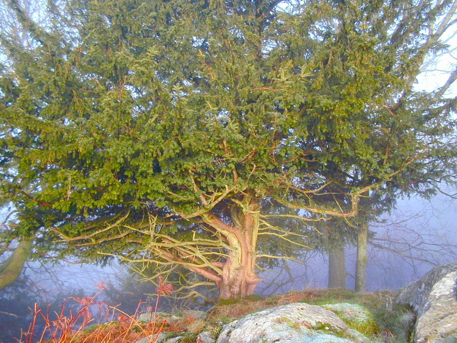 Yew - Tree Guide UK - Common Yew tree identification