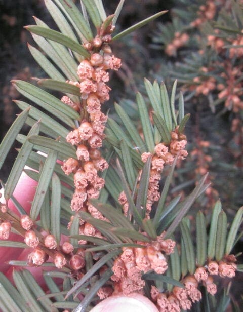 Yew - Tree Guide UK - Common Yew tree identification