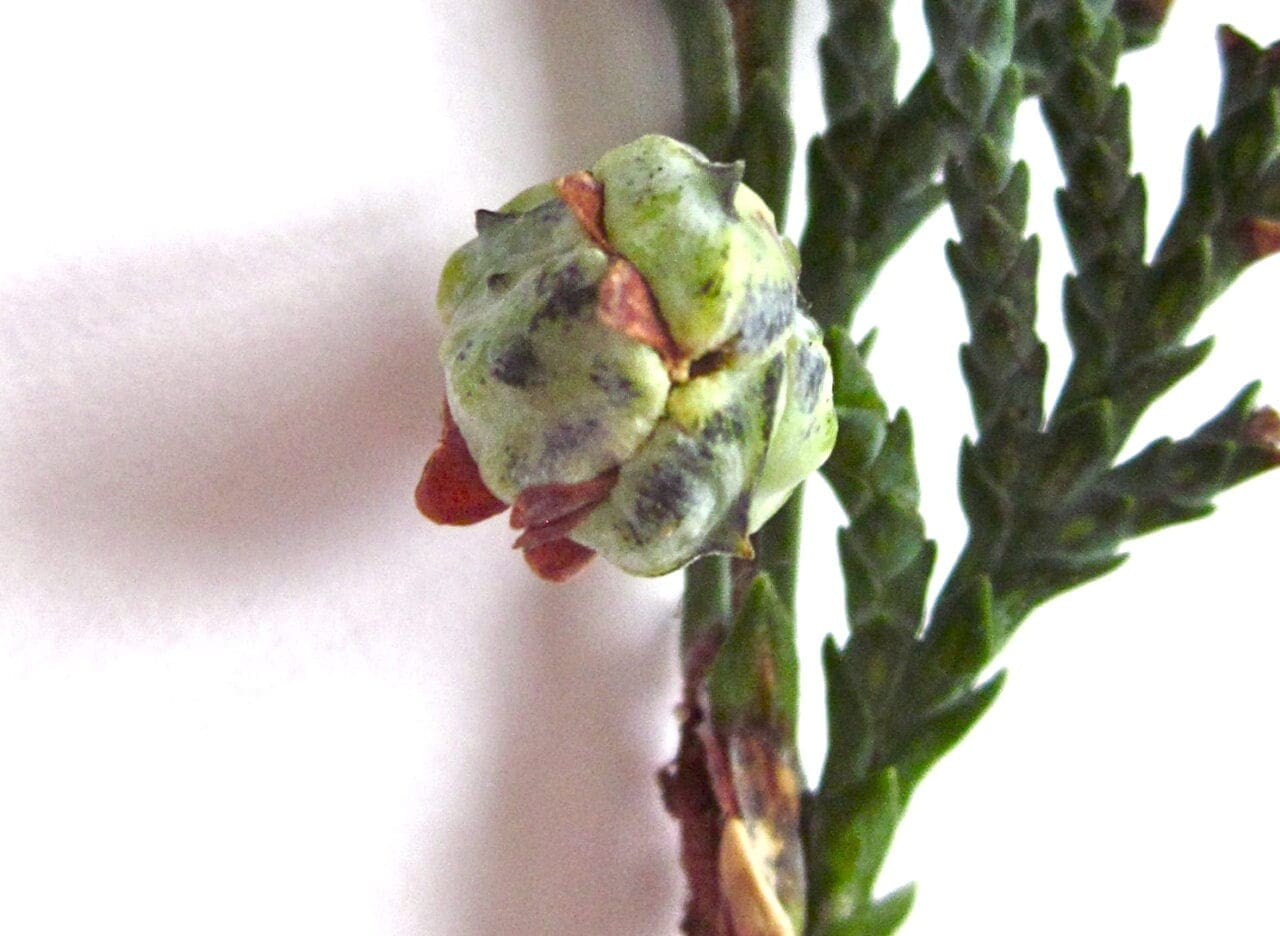 Lawson Cypress - Tree Guide UK- Lawson Cypress tree identification