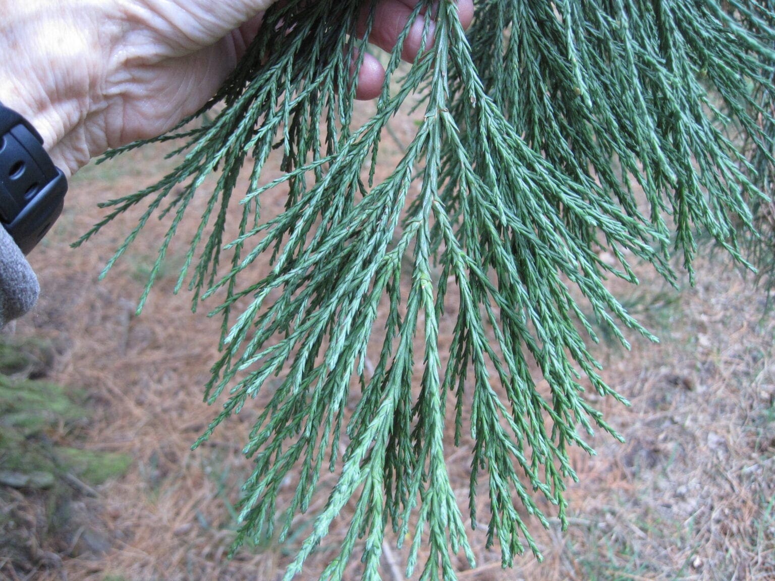 Giant Sequoia - Tree Guide UK Giant Sequoia tree identification