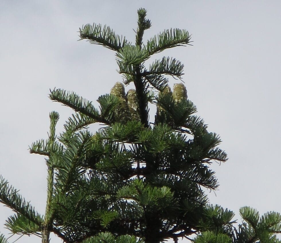 European Silver Fir - Tree Guide UK European Silver Fir identification
