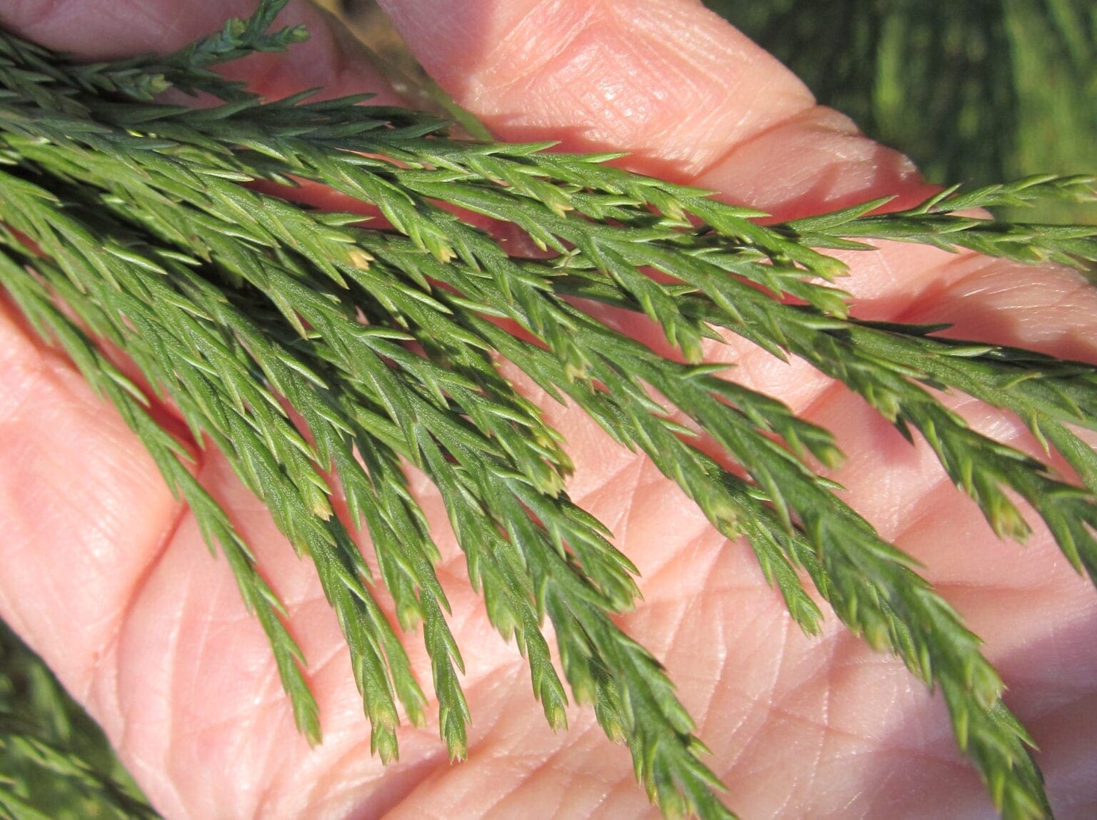 Giant Sequoia - Tree Guide UK Giant Sequoia tree identification