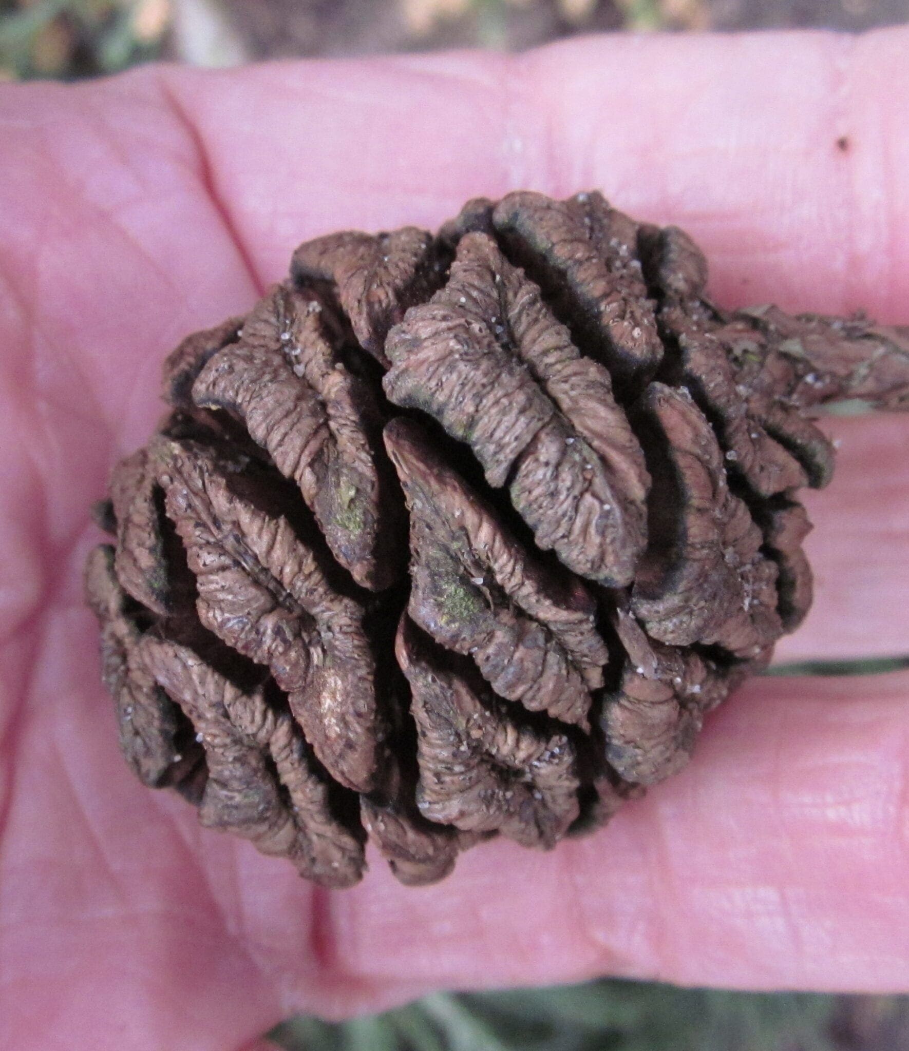 Giant Sequoia - Tree Guide UK Giant Sequoia tree identification