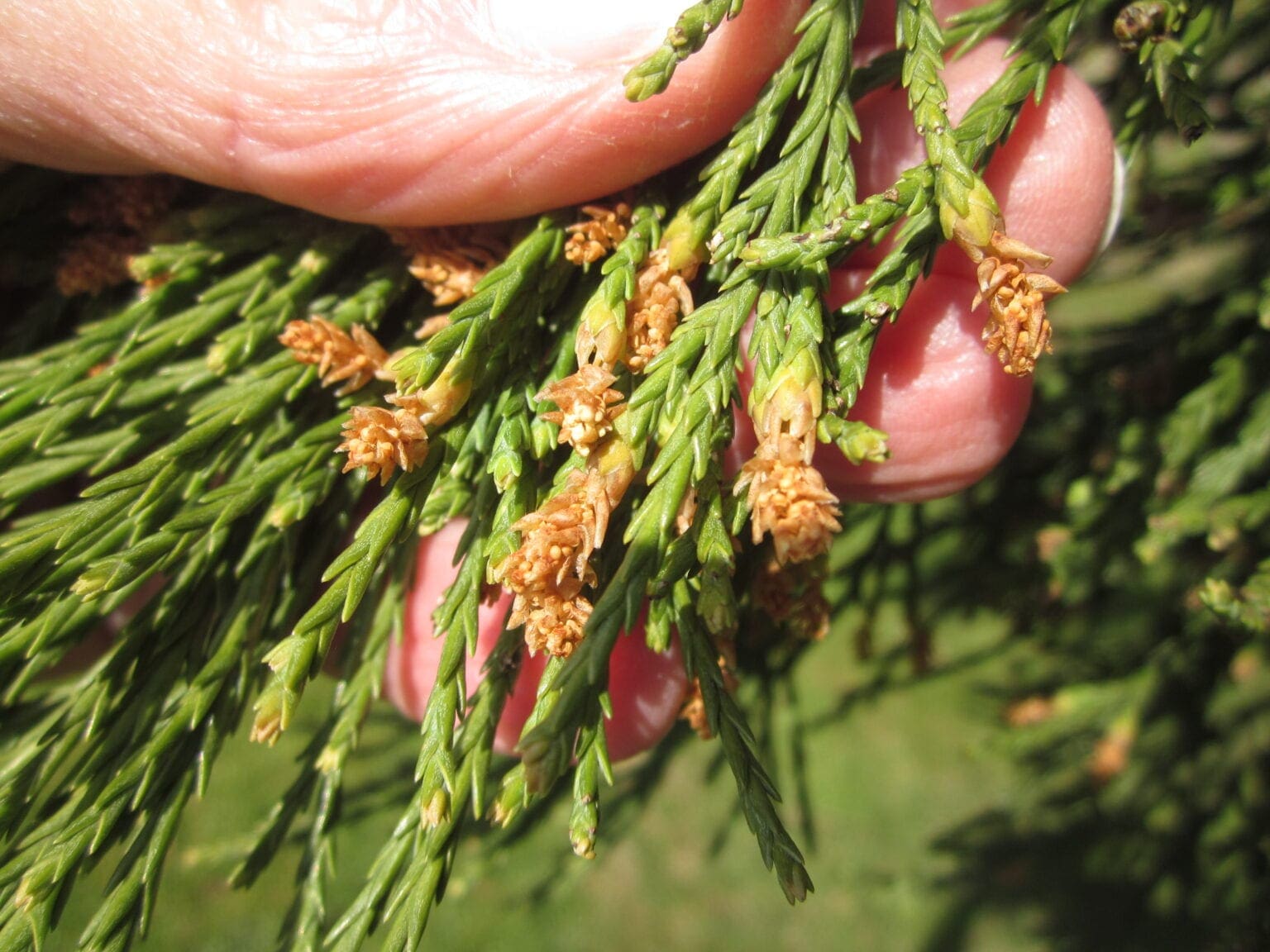 Giant Sequoia - Tree Guide UK Giant Sequoia tree identification