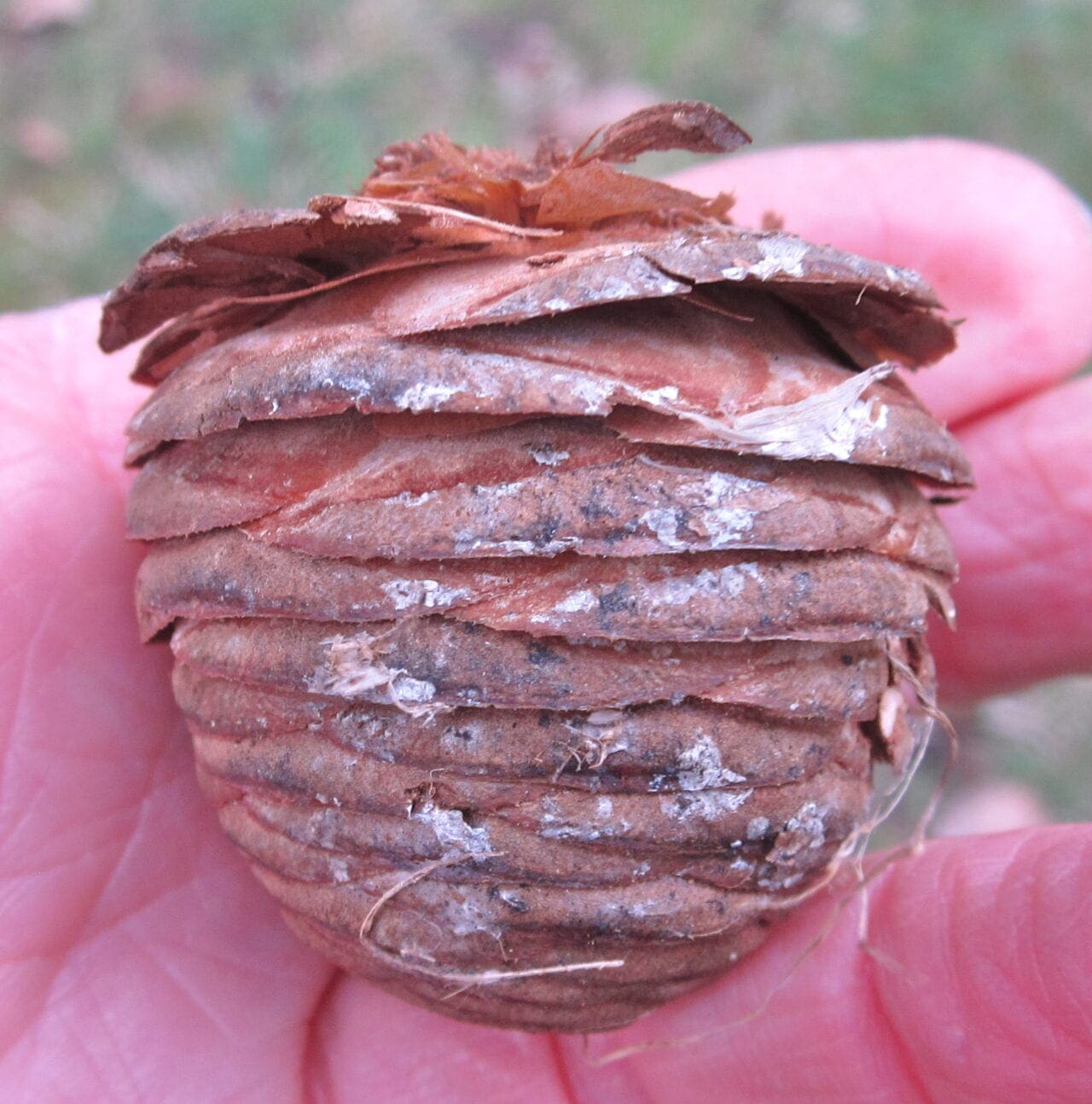 European Silver Fir - Tree Guide UK European Silver Fir identification