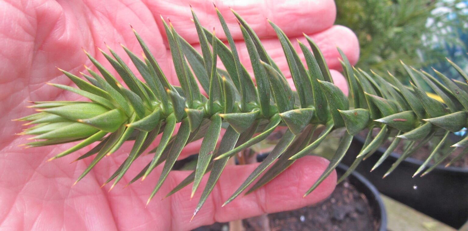 Conifer Leaf Key - Tree Guide UK Conifer tree identification by leaf shape