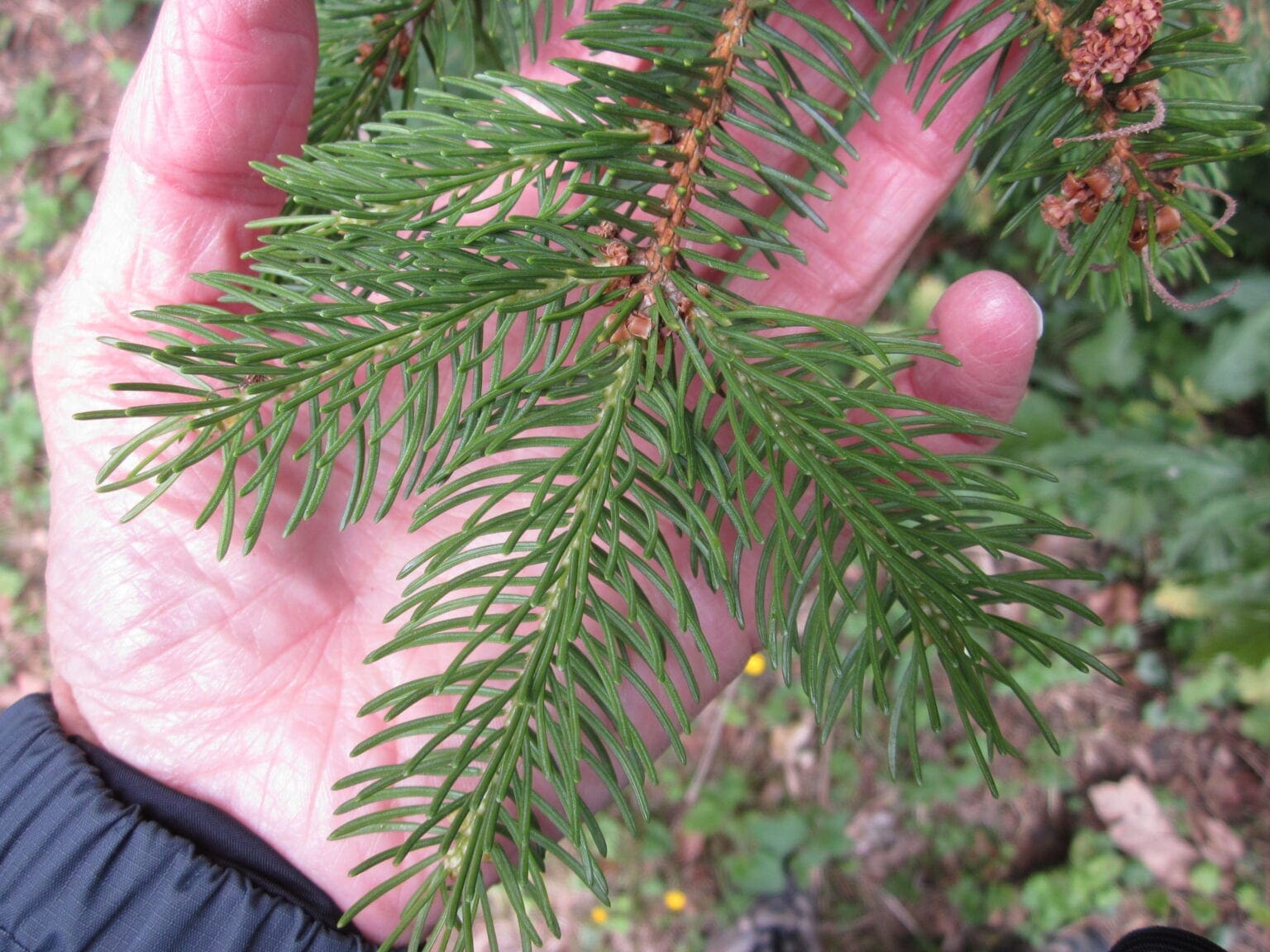 Norway Spruce - Tree Guide UK - Norway Spruce tree identification