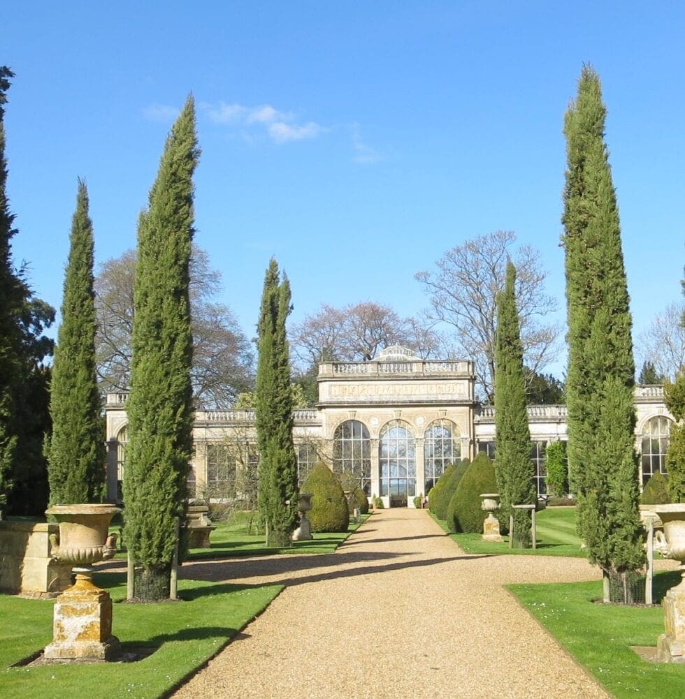 Italian Cypress - Tree Guide UK - Italian Cypress tree identification