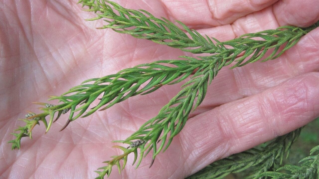 Conifer Leaf Key - Tree Guide UK - Conifer tree ID