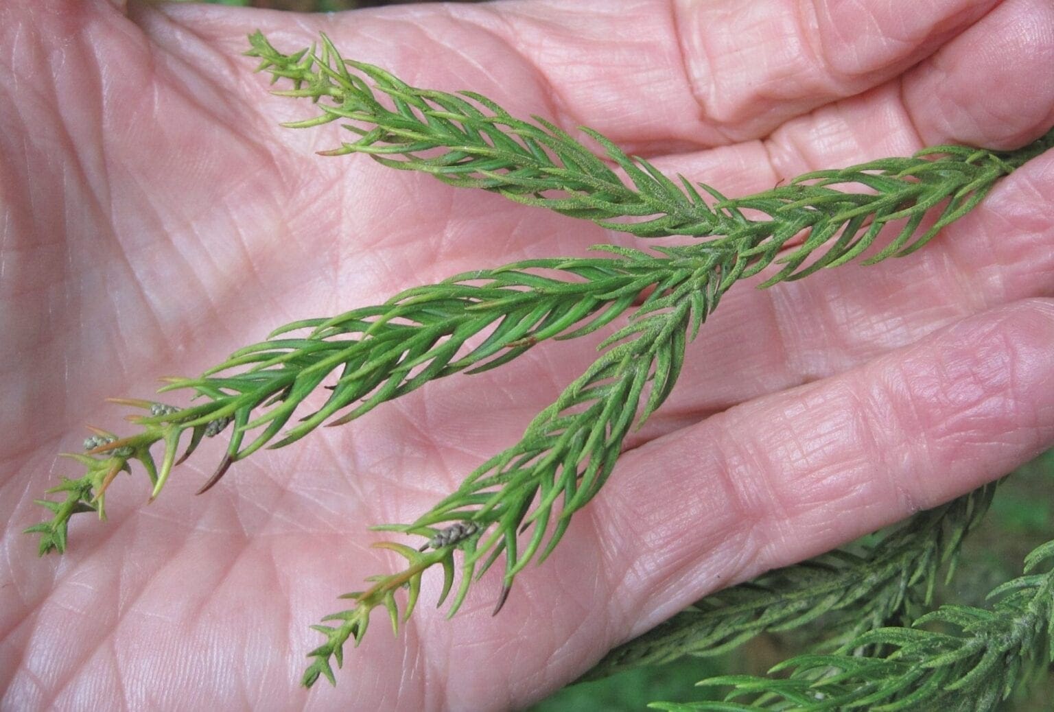 Conifer Leaf Key - Tree Guide UK - Conifer tree ID