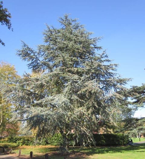 Conifer Life Cycle - Tree Guide UK conifer cones and life cycle