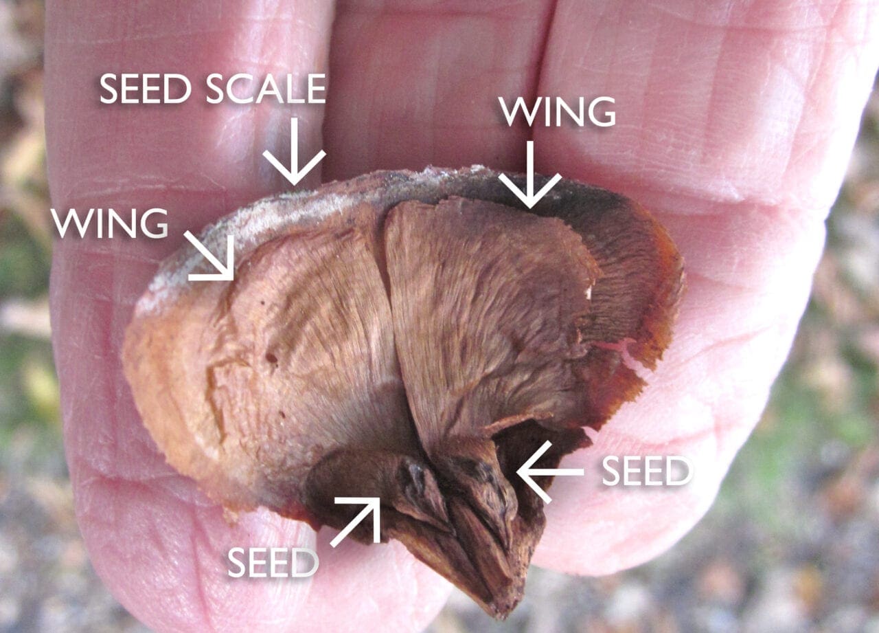 Conifer Life Cycle - Tree Guide UK conifer cones and life cycle