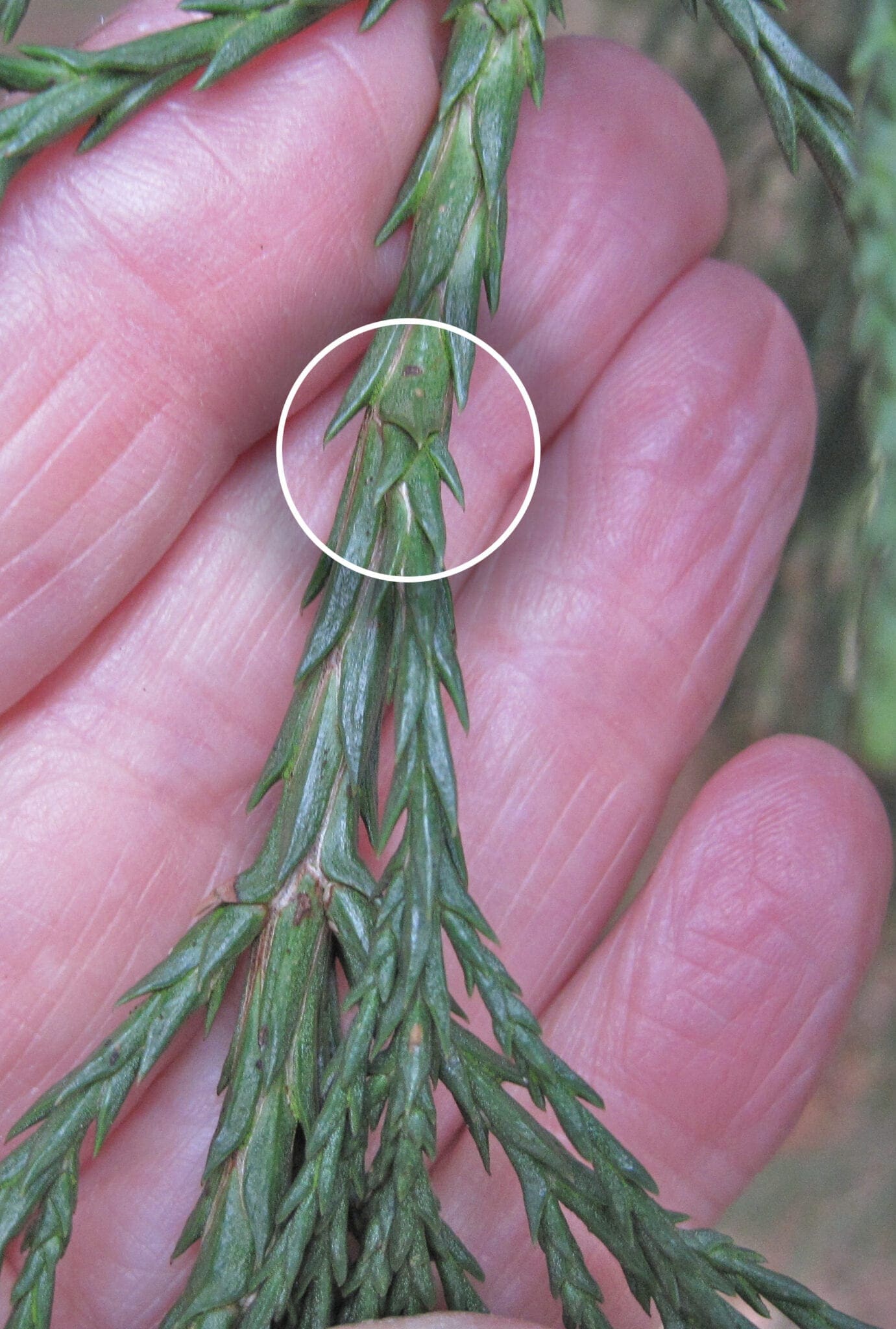 Giant Sequoia - Tree Guide UK Giant Sequoia tree identification