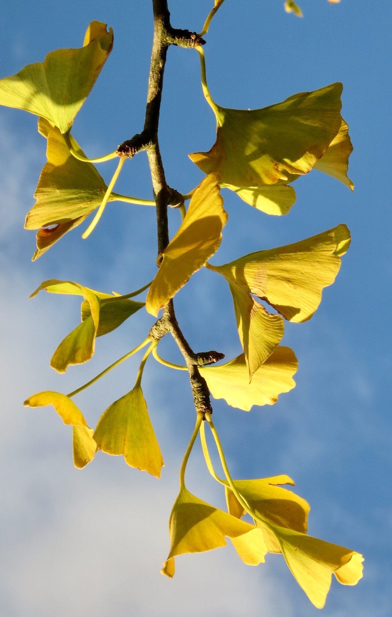 Autumn Leaf Colours - Tree Guide UK - ID by autumn leaf colour